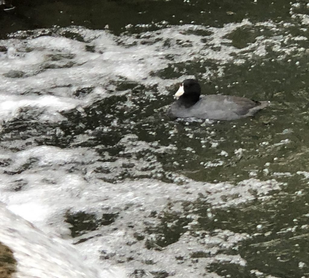 An Old Coot in Vegas - GAT Daily (Guns Ammo Tactical)