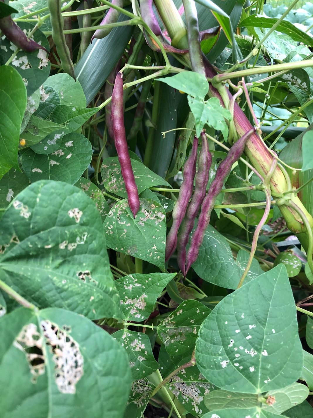 Blacks Beans - Another Three Sisters Survival Food - GAT Daily (Guns ...