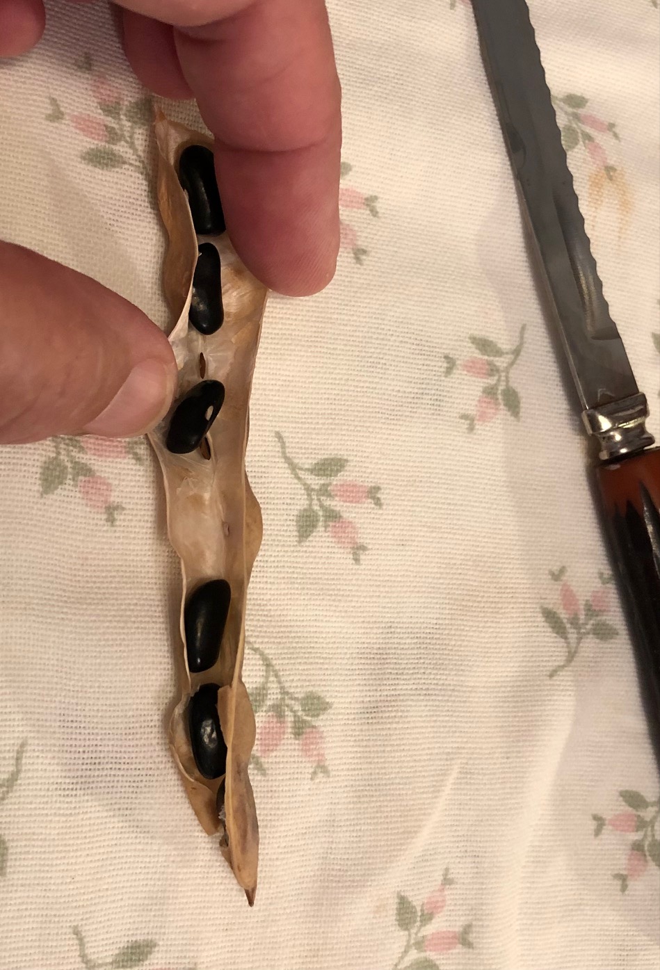 Blacks Beans - Another Three Sisters Survival Food - GAT Daily (Guns ...