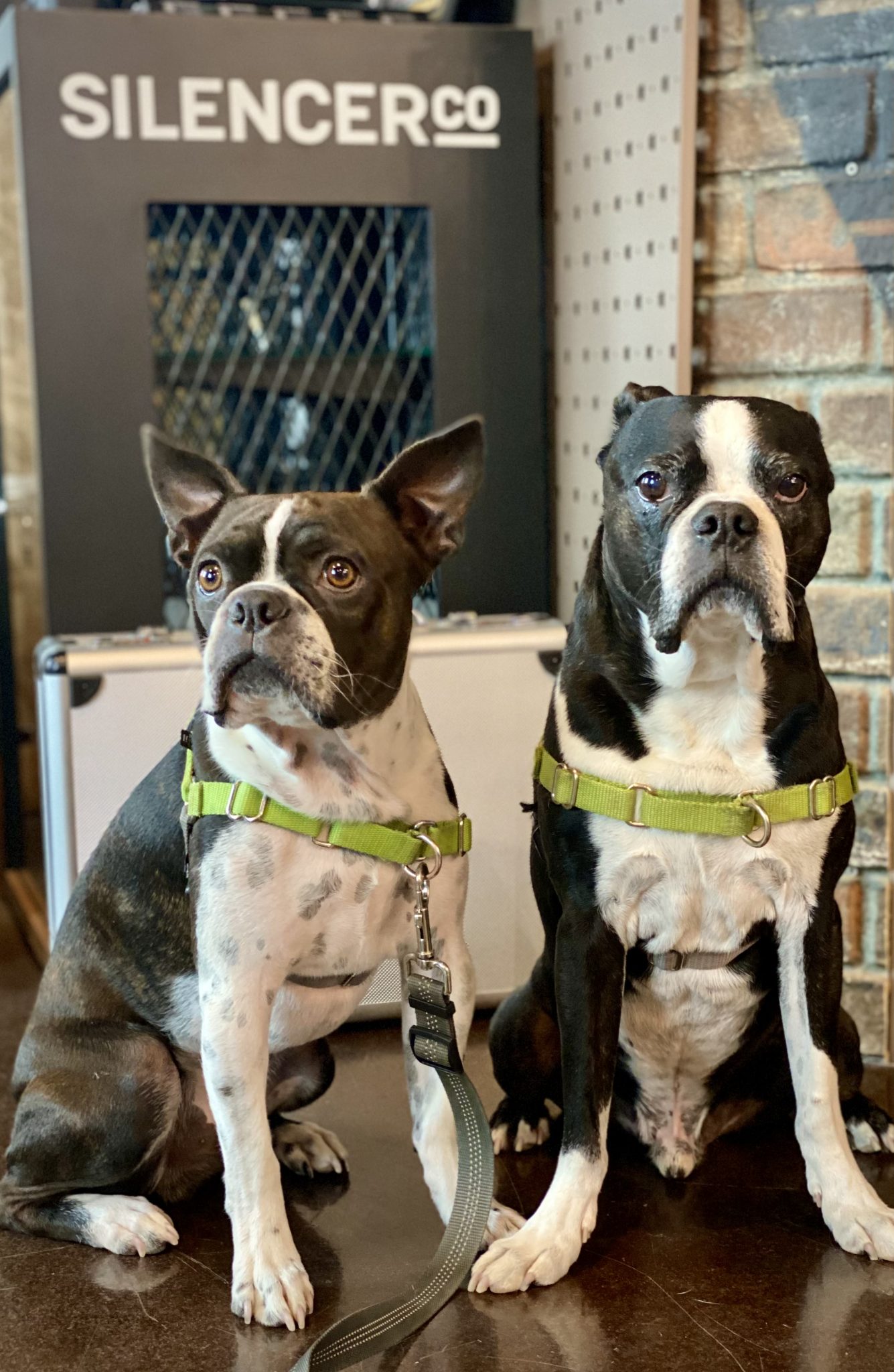 SilencerCo: Dogs Have Ears Too - GAT Daily (Guns Ammo Tactical)