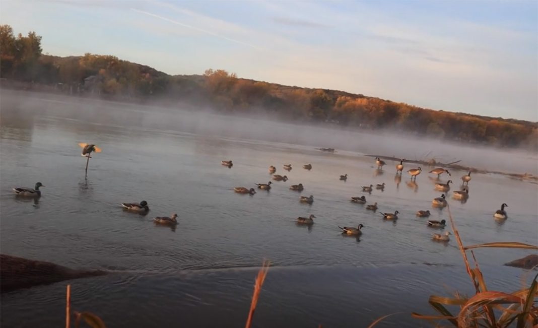 Fly Zone - Hunting Migration versus Local Birds - GAT Daily (Guns Ammo ...