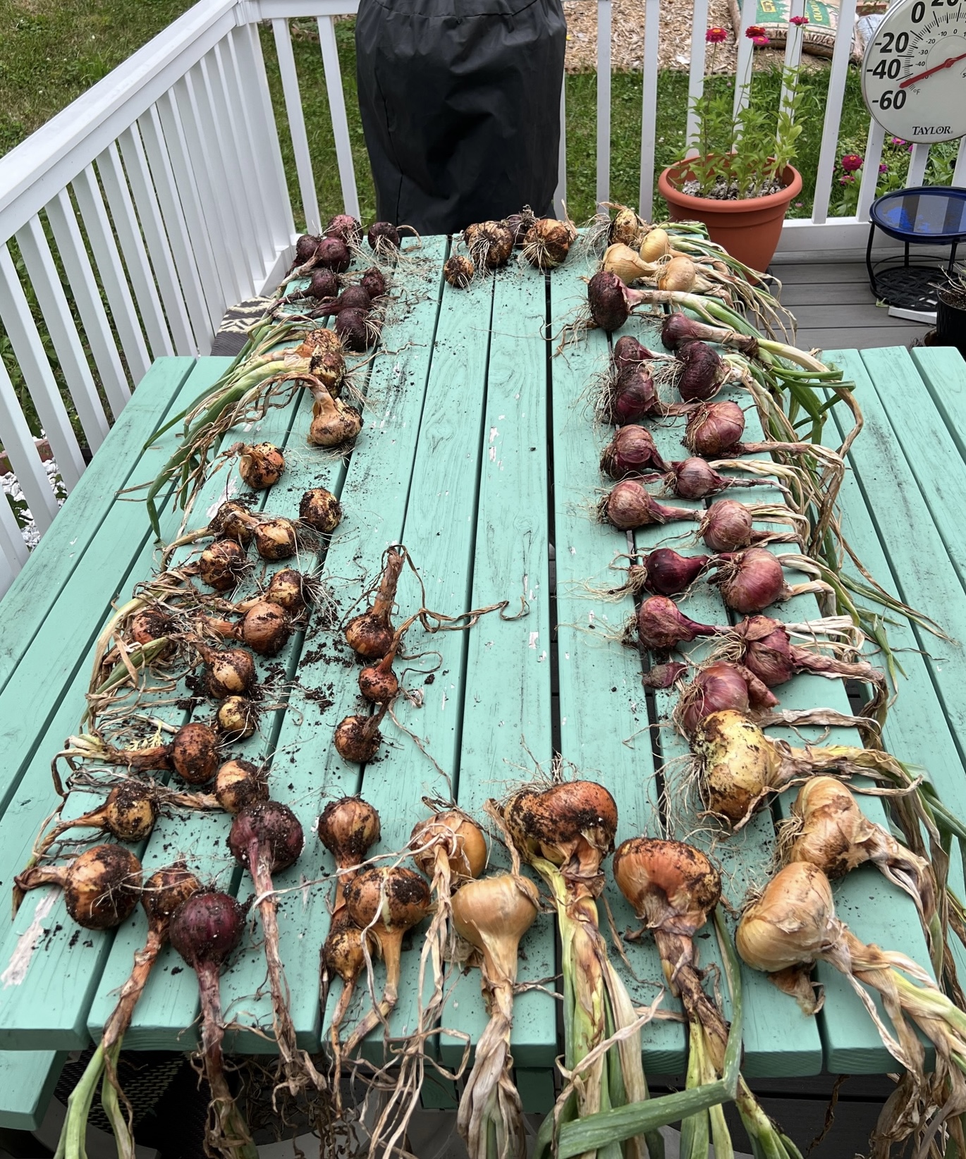 Preserving Onions Brings a Tear to My Eye - GAT Daily (Guns Ammo Tactical)