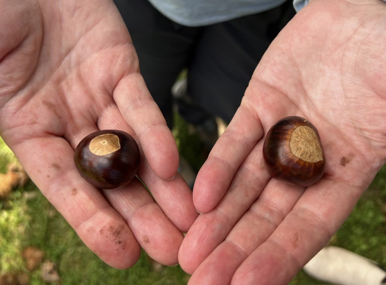Tree ID Class For Foragers - GAT Daily (Guns Ammo Tactical)