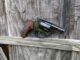 The Heritage Roscoe - A Hard Boiled Revolver - GAT Daily (Guns Ammo ...