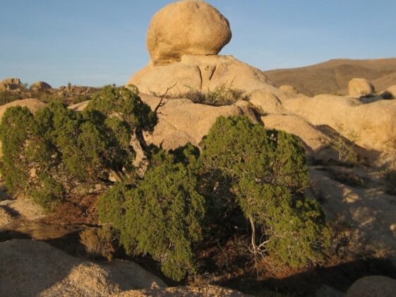 Nature's Camouflage: Stealth Camping Using Natural Materials - GAT ...