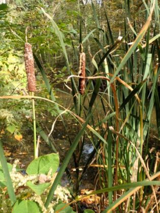 Nature's Bounty: Surviving and Thriving with Cattails - GAT Daily (Guns ...