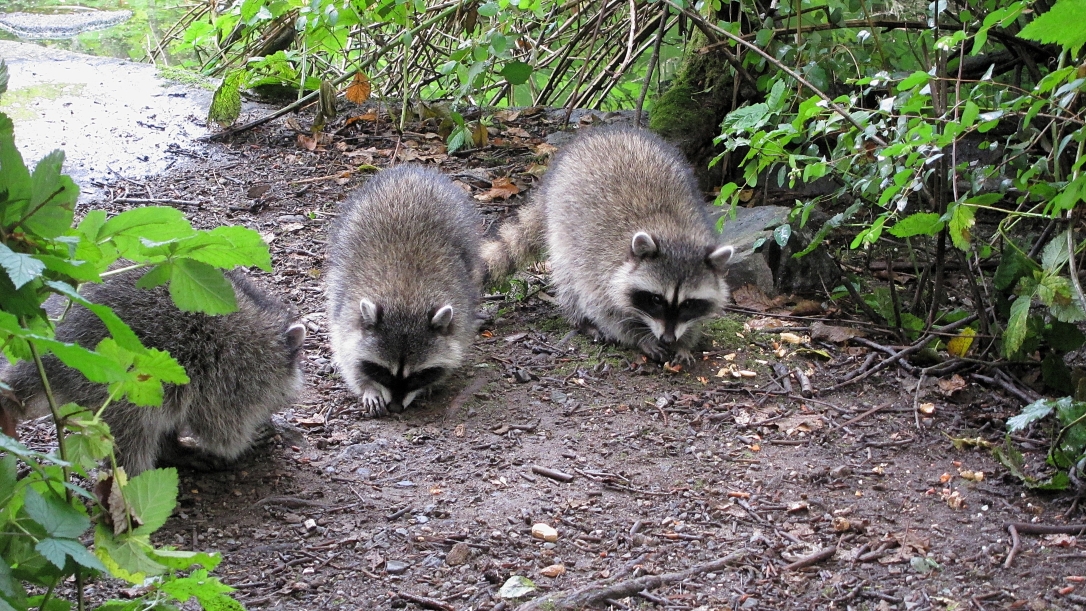 Pest Begone: How To Repel Raccoons And Foxes - GAT Daily (Guns Ammo ...