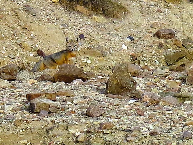 Pest Begone: How To Repel Raccoons And Foxes - GAT Daily (Guns Ammo ...