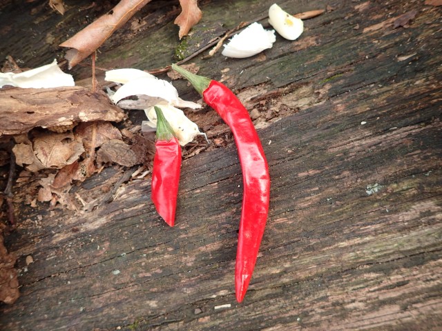 Pest Begone: How To Repel Raccoons And Foxes By: Reuben Bolieu - Global ...